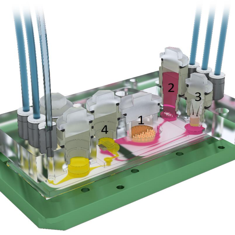 Organs-on-a-Chip and Organoids - Der Simulierte Mensch (Si-M)